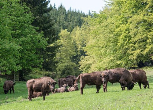 Bò rừng bison sắp trở lại Anh sau 6.000 năm - Lạ vui - Việt Giải Trí
