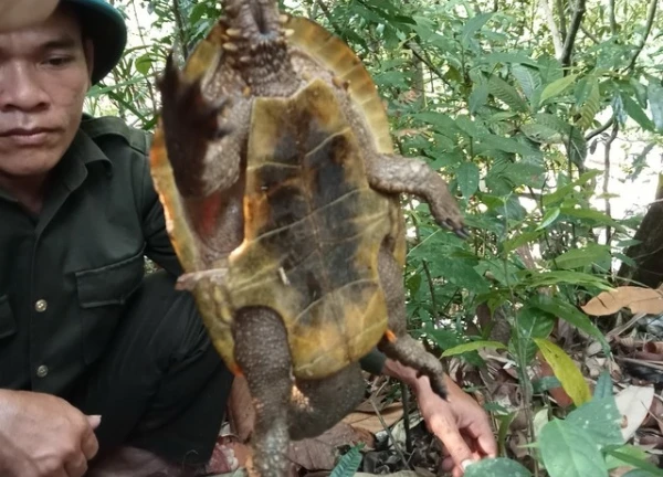 Phát hiện loài rùa đầu to cực kỳ quý hiếm - Lạ vui - Việt Giải Trí